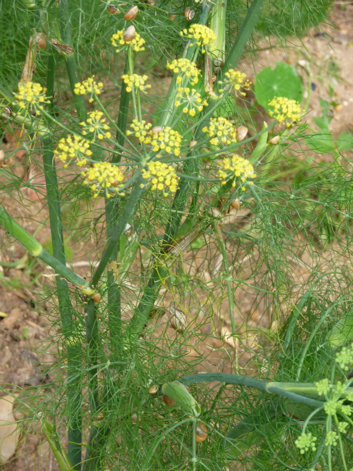 Óleo Essencial de Funcho (Foeniculum vulgare) – Terapia com Aromas